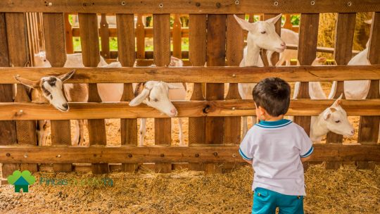 Panaca, Quindio, Parque Temático sobre el Campo Colombiano