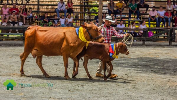 Panaca, Quindio, Parque Temático sobre el Campo Colombiano