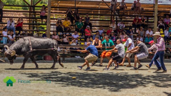 Panaca, Quindio, Parque Temático sobre el Campo Colombiano