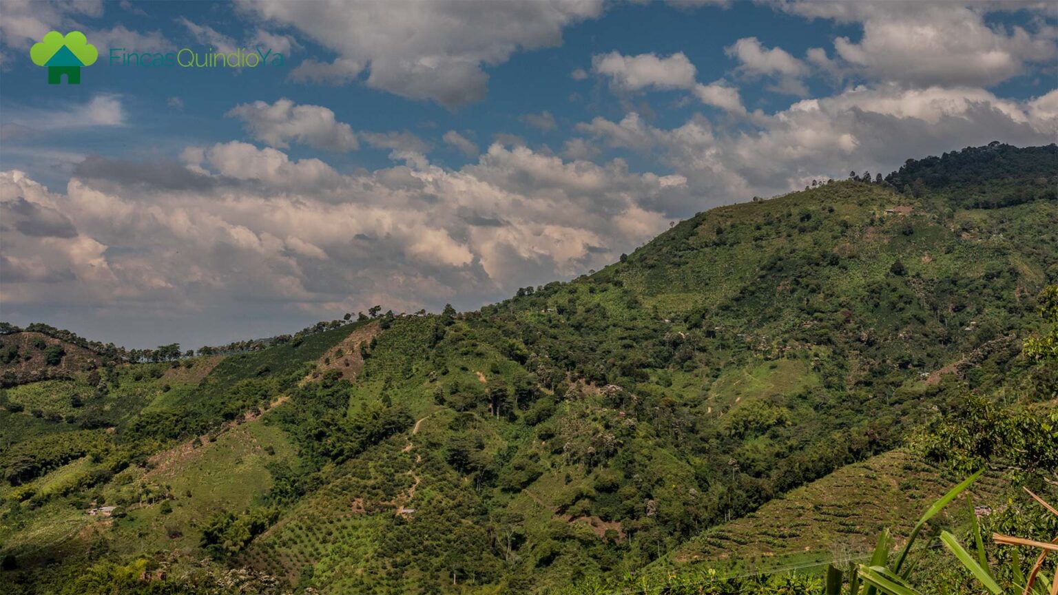 Pijao, Quindío, el Municipio a Donde Llegan las Garzas