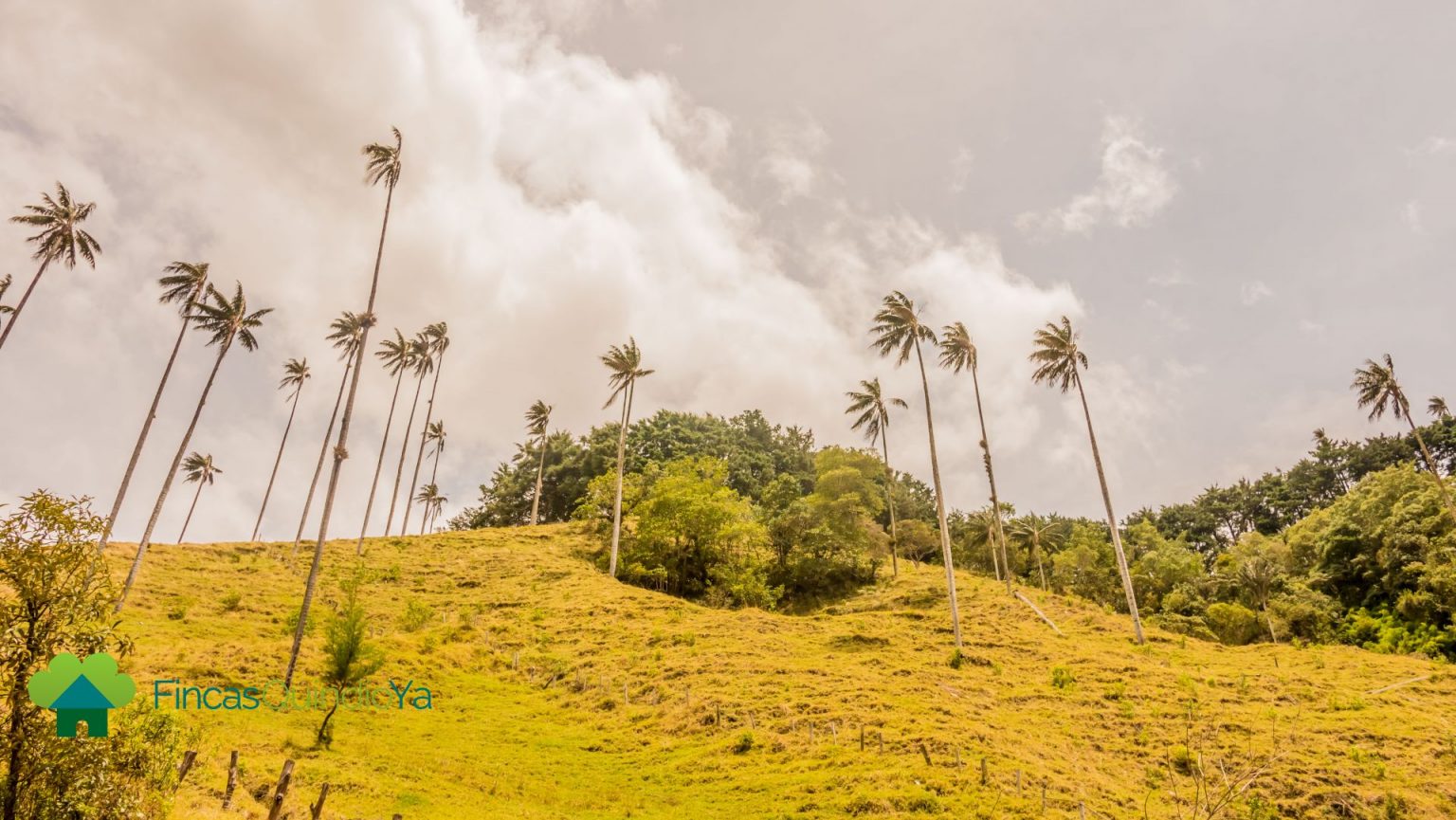 Los 10 Mejores Vídeos sobre el Quindio que no Conocia