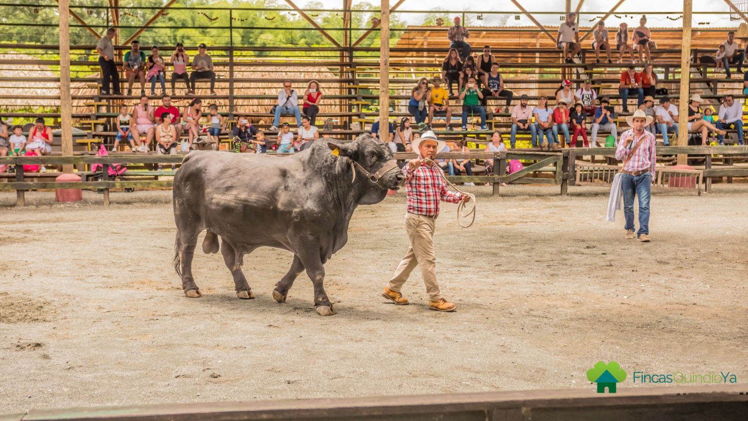 Plan al Parque de Panaca | Planes | FincasQuindioYa