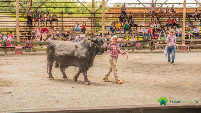 Plan al Parque de Panaca | Planes | FincasQuindioYa